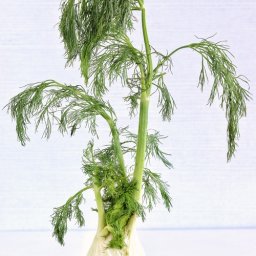 Qué es la pipicha y para qué sirve pipitza chepiche pápalo pipicha