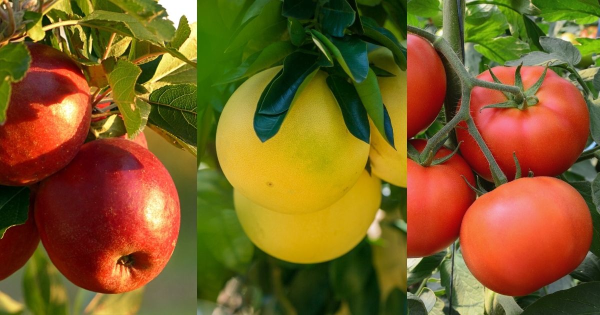 La palabra pōmum y cómo nombra desde manzanas hasta tomates